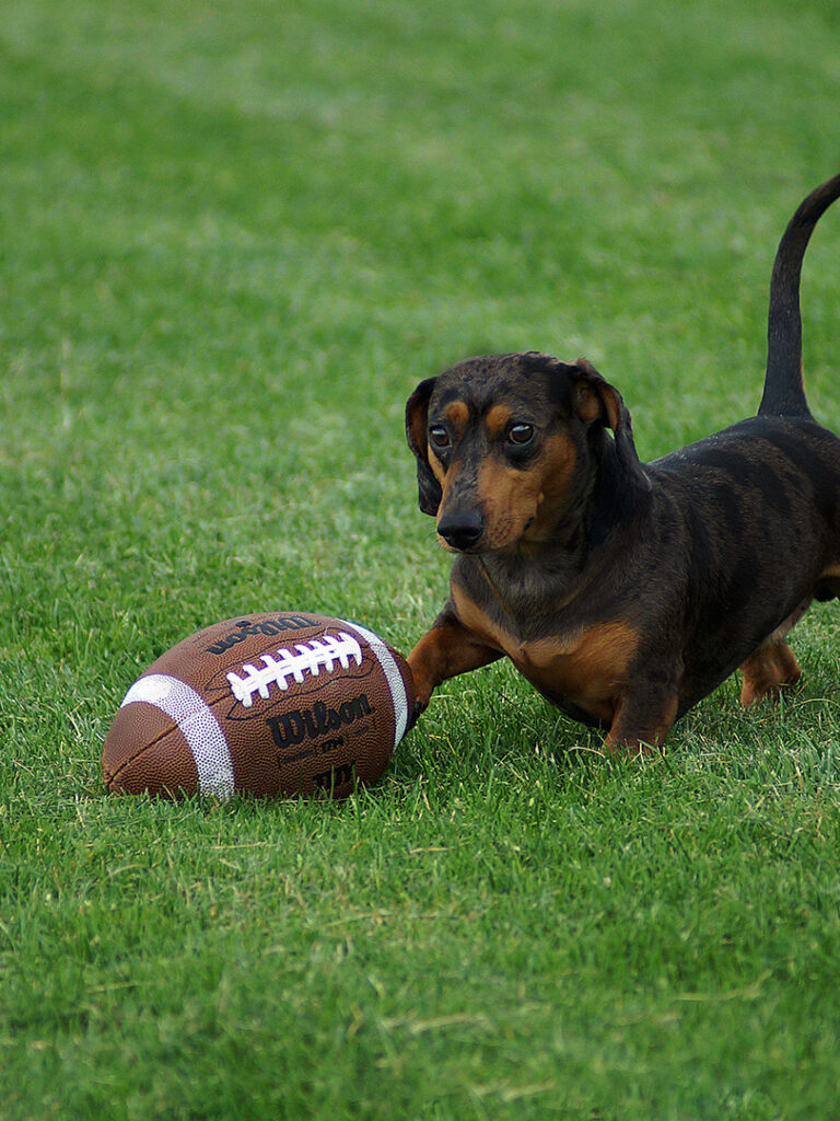 The Day Dogs Went Over: Awarding the Good Boys of the Big Game ...